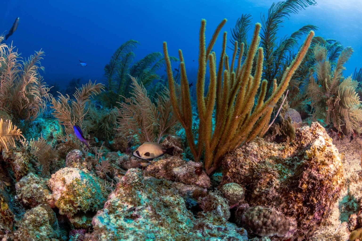 Historia - Blue Life